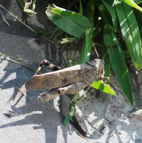 Carolina Locust | Project Noah