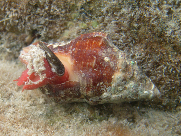 Florida Horse Conch | Project Noah