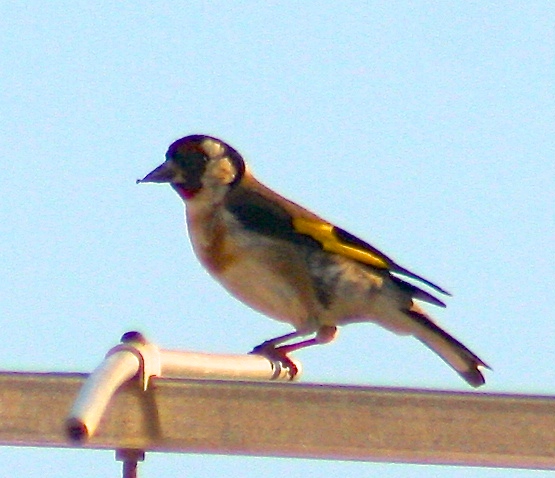 European Goldfinch | Project Noah