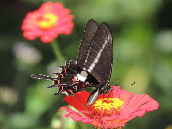 Butterfly | Project Noah