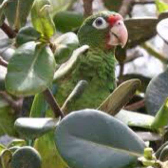 Cotorra Puertorriqueña | Project Noah