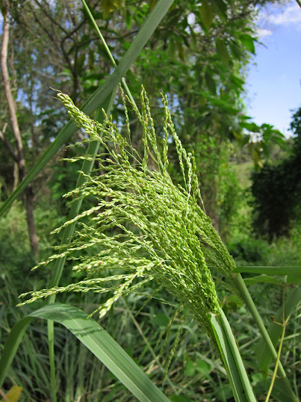 Guinea Grass Project Noah