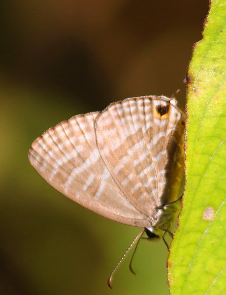 Common Cerulean | Project Noah