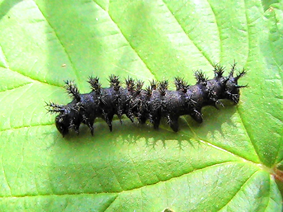 Silvery Checkerspot Butterfly Caterpillar | Project Noah