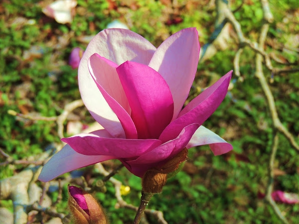 Pink tulip tree | Project Noah