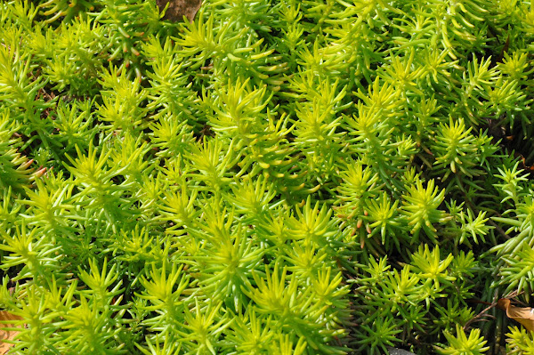 Rock Stonecrop | Project Noah