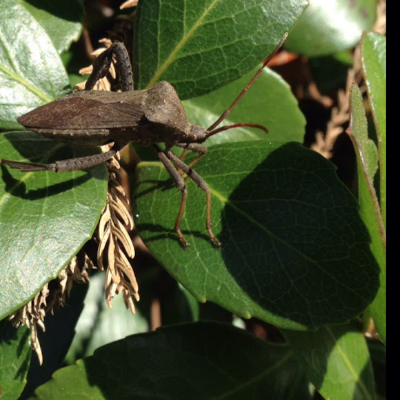 Leaf-footed beetle | Project Noah