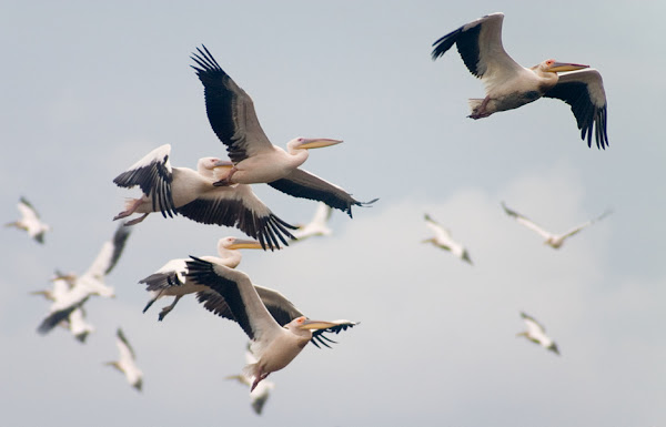 Pink-backed Pelican | Project Noah