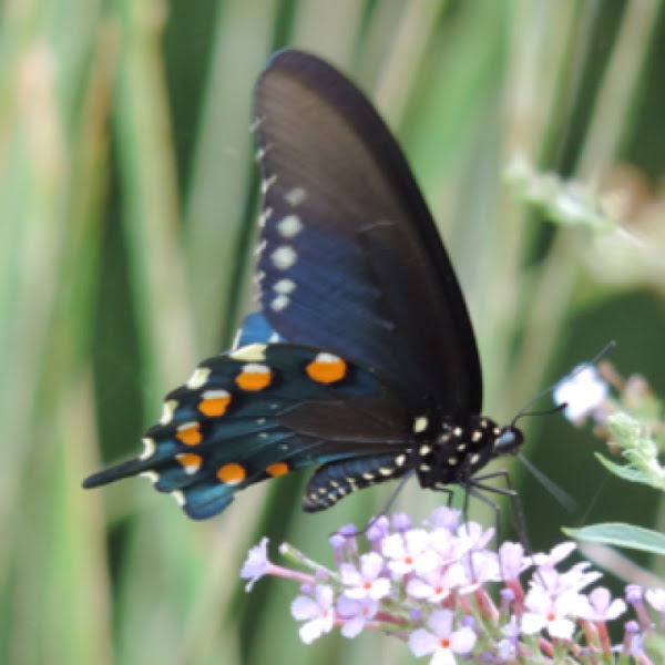 Pipevine Swallowtail male | Project Noah