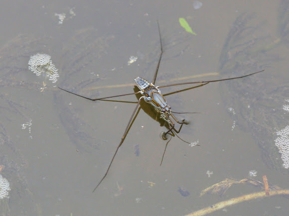 Water strider (bug) | Project Noah