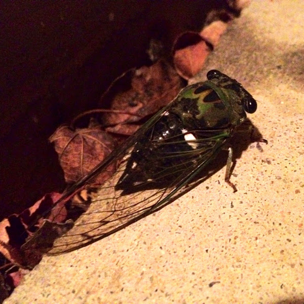 Scissors Grinder Cicada (Female) | Project Noah