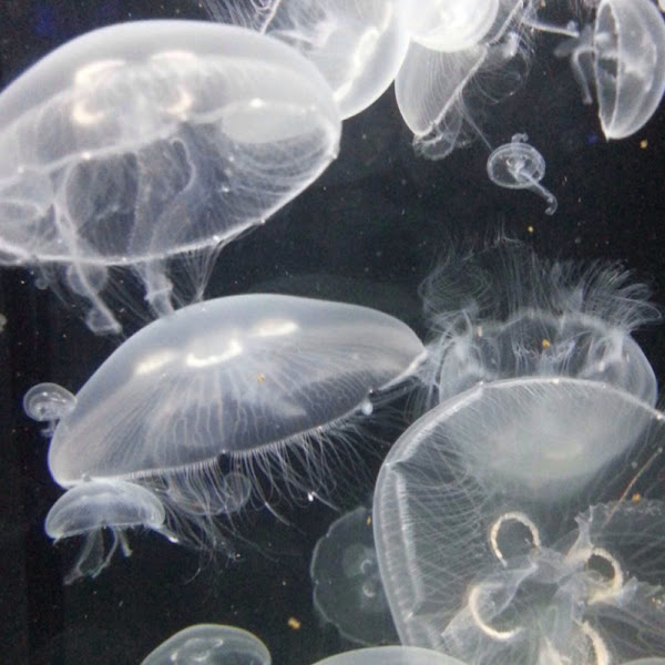 Moon jellyfish | Project Noah