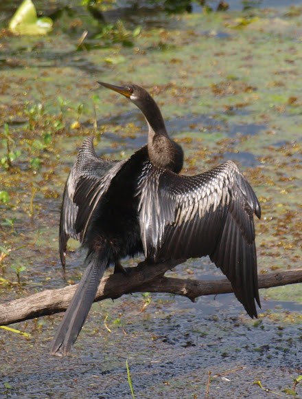 Anhinga (Snake Bird) | Project Noah