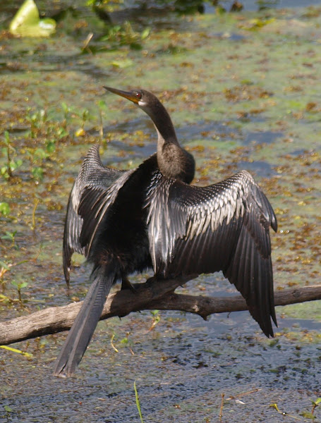 Anhinga (Snake Bird) | Project Noah