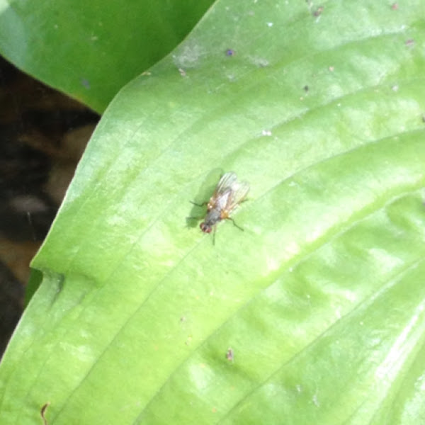 House fly | Project Noah