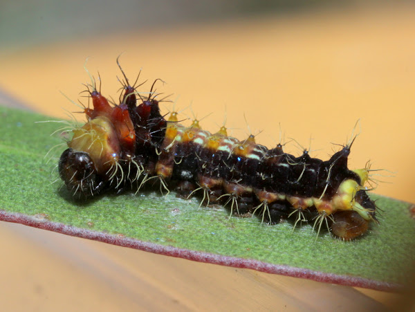 Emperor gum moth larva | Project Noah