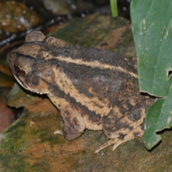 Gulf Coast Toad | Project Noah