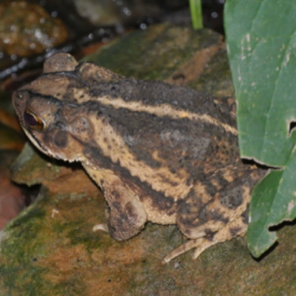 Gulf Coast Toad | Project Noah