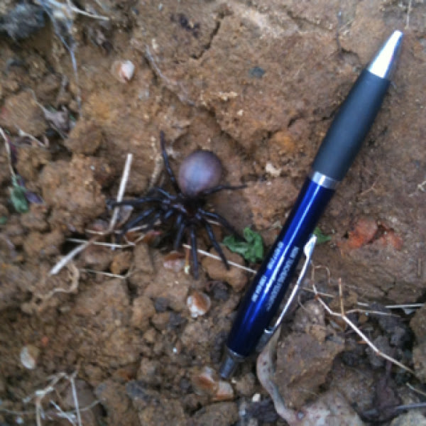 Sydney Funnel Web Spider | Project Noah