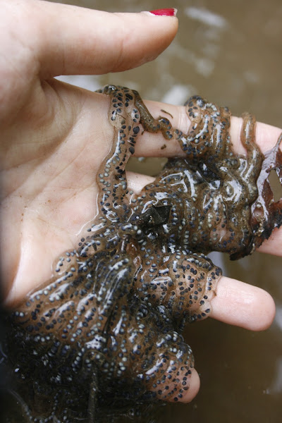 Fowler's Toad Eggs | Project Noah