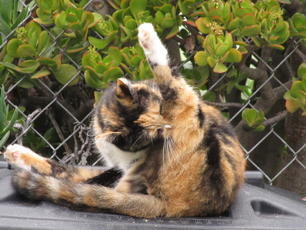 more Feral Cats | Project Noah