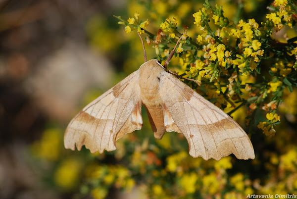 Oak hawk-moth | Project Noah