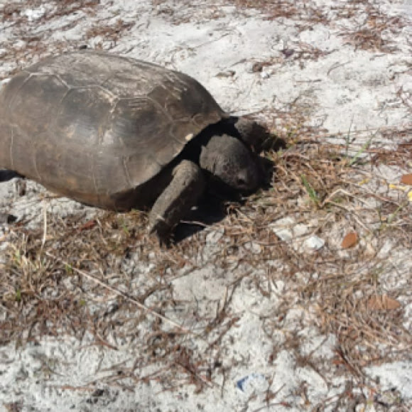 Gopher tortoise | Project Noah