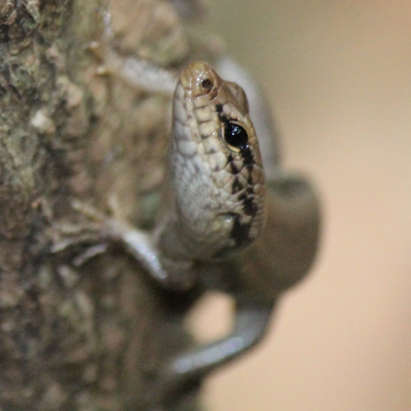Bar-sided Skink? | Project Noah