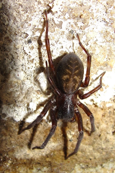 Hacklemesh Weaver Spider | Project Noah