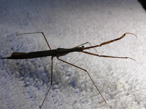 Brown Water Scorpion | Project Noah