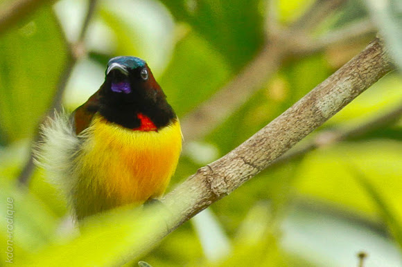 Flaming Sunbird | Project Noah