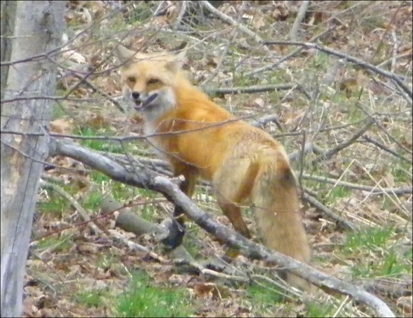 Red Fox | Project Noah