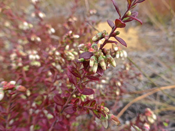 Shiny Blueberry | Project Noah