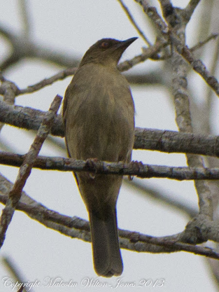 Red-eyed Bulbul | Project Noah