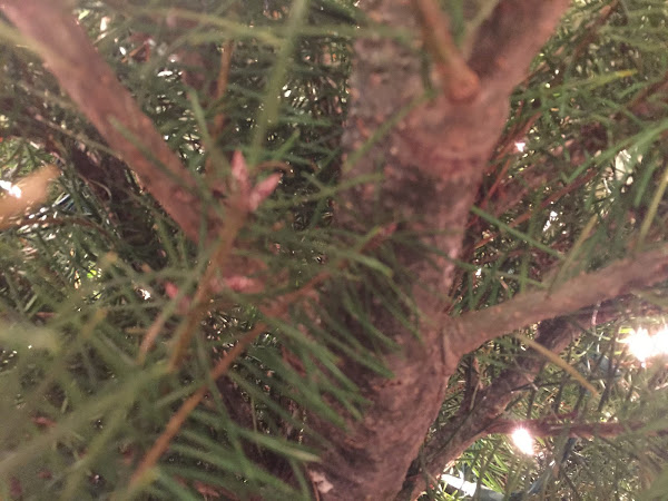 Douglas Fir/"Christmas Tree"/Oregon Pine/Douglas Spruce | Project Noah