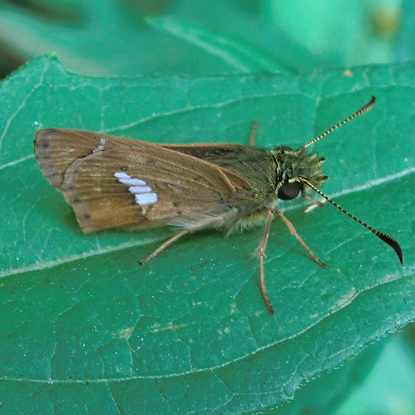 Barred Skipper | Project Noah