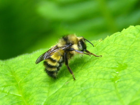 Male bumblebee | Project Noah