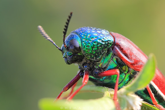 Jewel Beetle | Project Noah