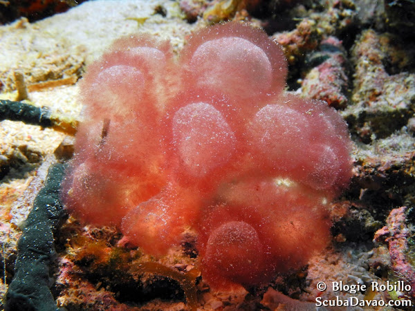 Burgundy Bubble Algae | Project Noah