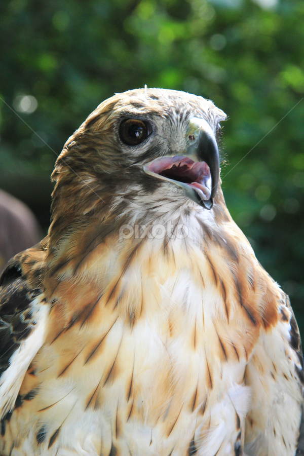 Red Tailed Hawk Face