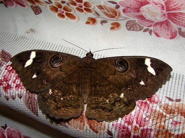 Erebus Moth | Project Noah