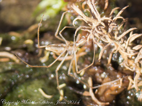 Diving Bell Spider? | Project Noah