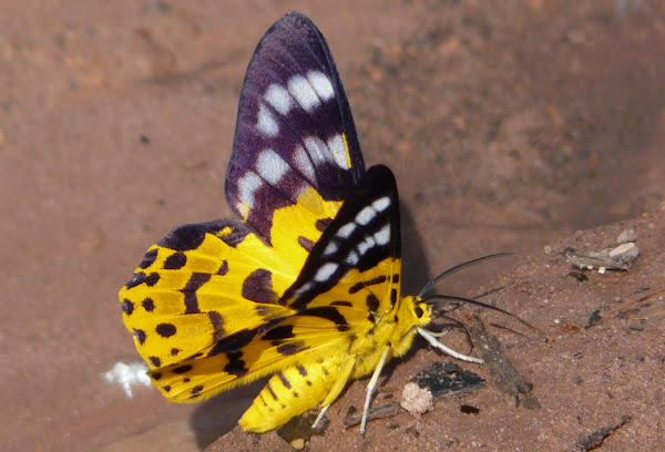 False Tiger Moth | Project Noah