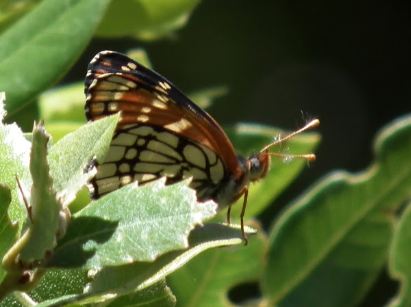 Chalcedon Checkerspot | Project Noah