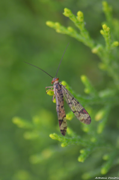 Panorpidae family | Project Noah