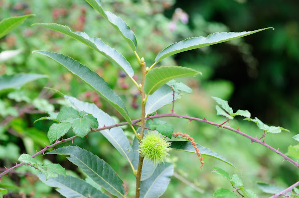 chestnut twig, rama de castaño | Project Noah