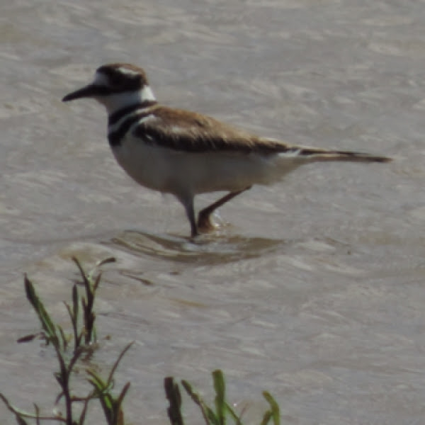 Killdeer | Project Noah