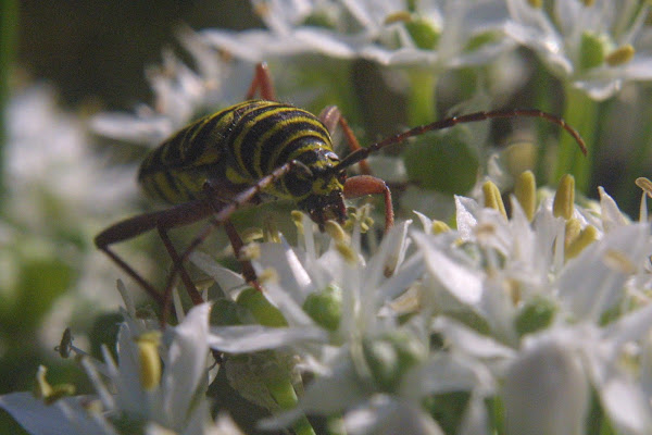 Locust Borer | Project Noah