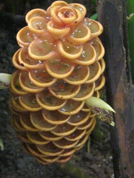 Beehive Ginger | Project Noah