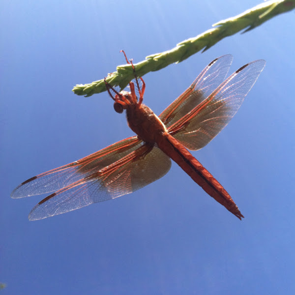 Dragonfly | Project Noah